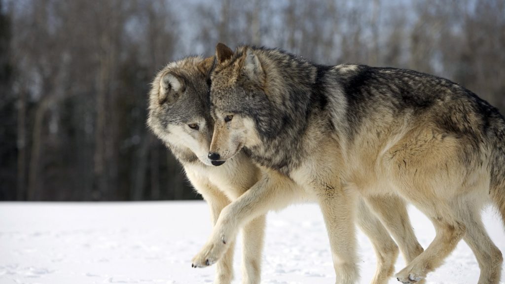 Positive running story - Two wolves - ActivAcuity